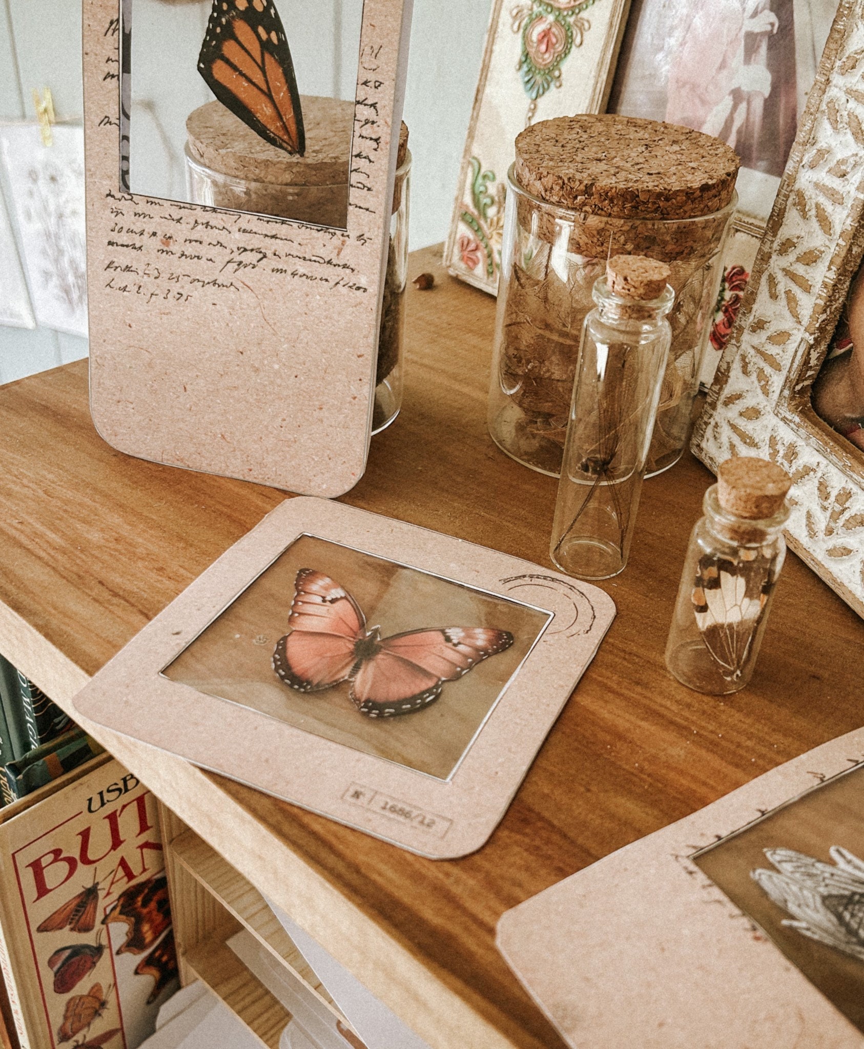 DIY Specimen Slides- Wildschool - Reggio Emillia - Etsy Australia