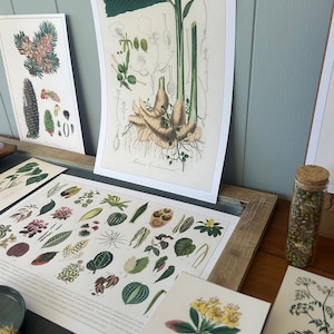 Vintage Botanic Classroom Decor - Charlotte Mason - Reggio Emillia - Etsy