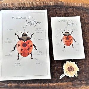 2x Lady Bug Posters - Etsy