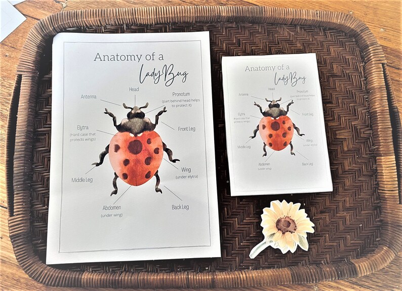 2x Lady Bug Posters - Etsy