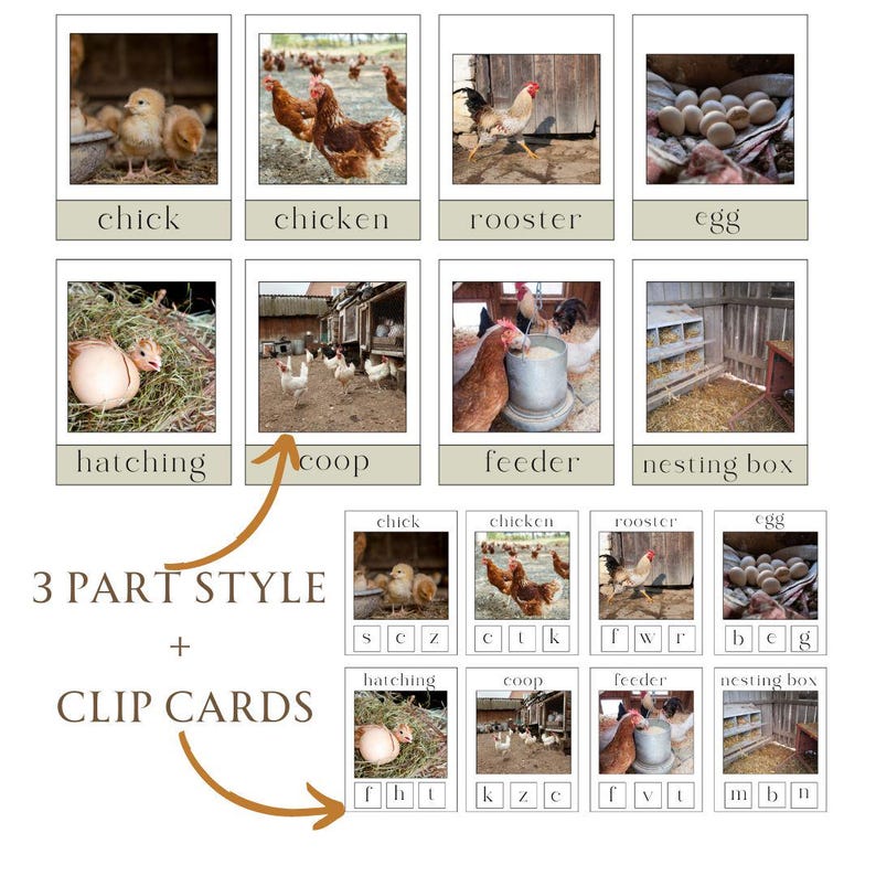 Chicken Related 3-part Flashcards- Reggio Inspired - Etsy