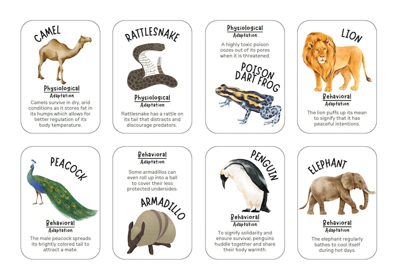 Animal Adaption Flash Cards - Etsy