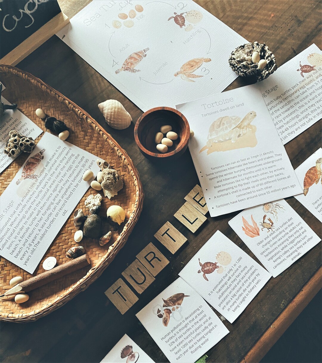 SEA TURTLE Mini Unit Printable Pack-charlotte Mason Inspired - Etsy