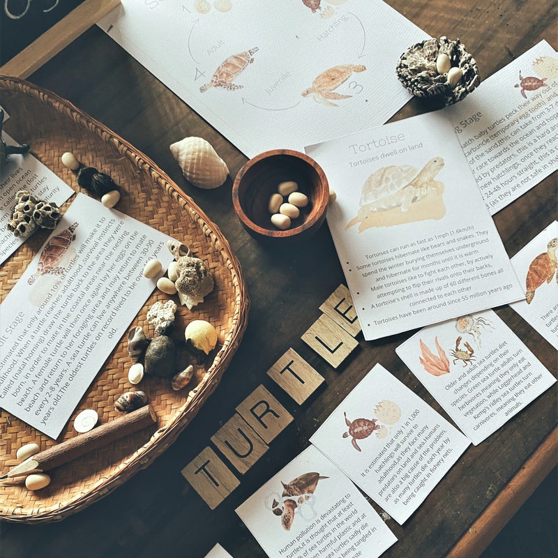 Turtle Printables - Etsy