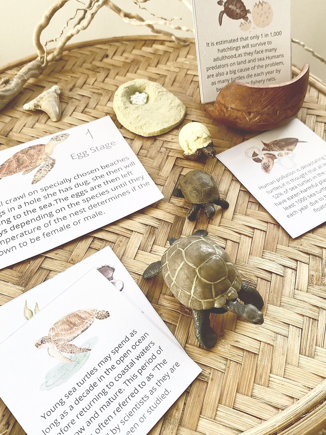 SEA TURTLE Mini Unit Printable Pack-charlotte Mason Inspired - Etsy