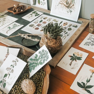 Vintage Botanic Classroom Decor - Charlotte Mason - Reggio Emillia - Etsy