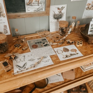 Little Naturalist DECOR Pack - A Charlotte Mason Inspired Curio ...