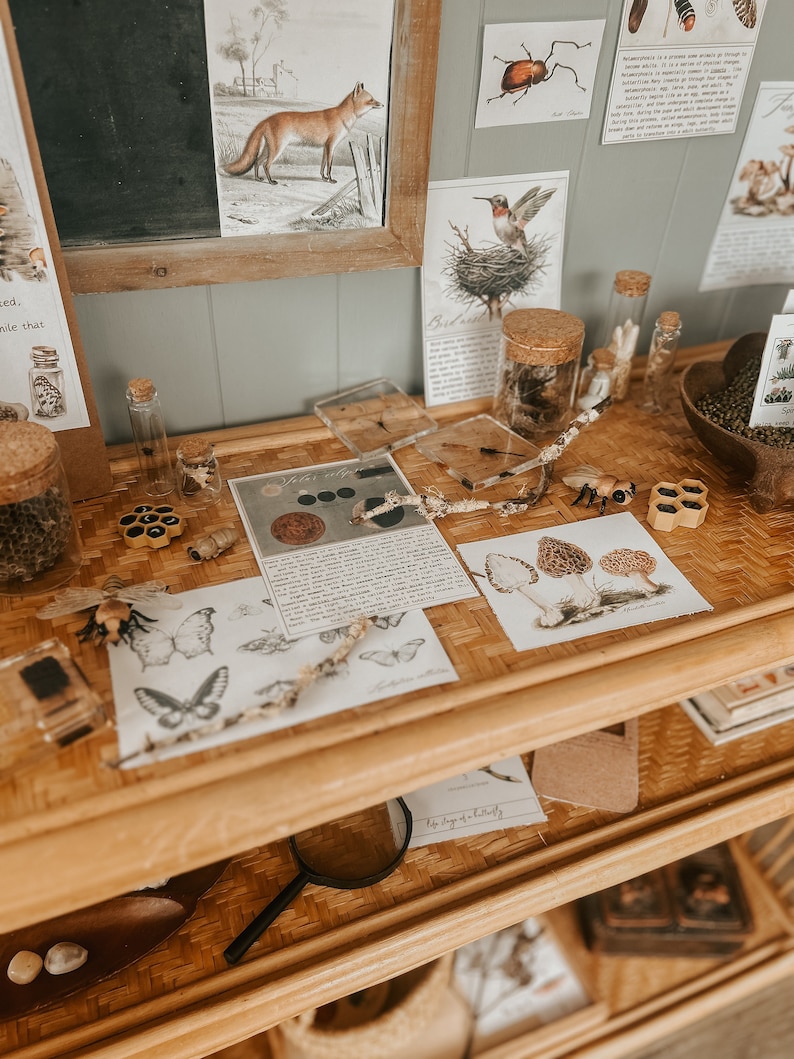 Little Naturalist DECOR Pack - A Charlotte Mason Inspired Curio ...