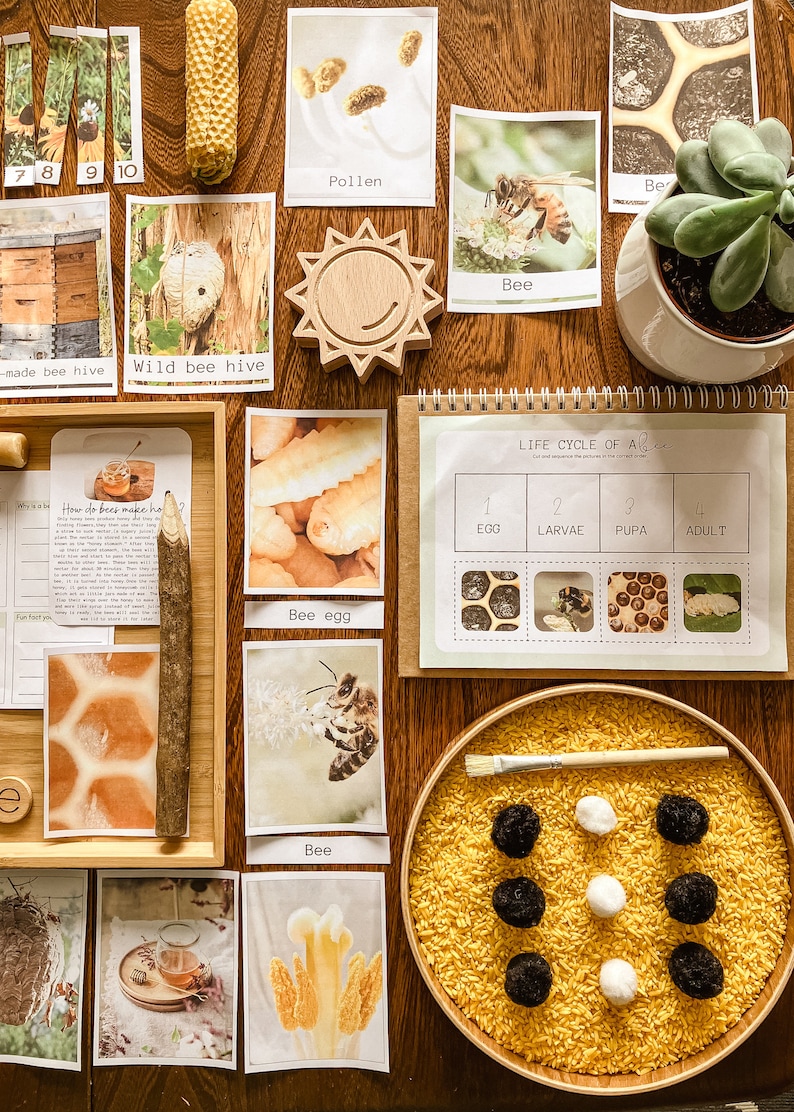 BEE STUDY - Morning Basket - Reggio Inspired - Montessori - Etsy