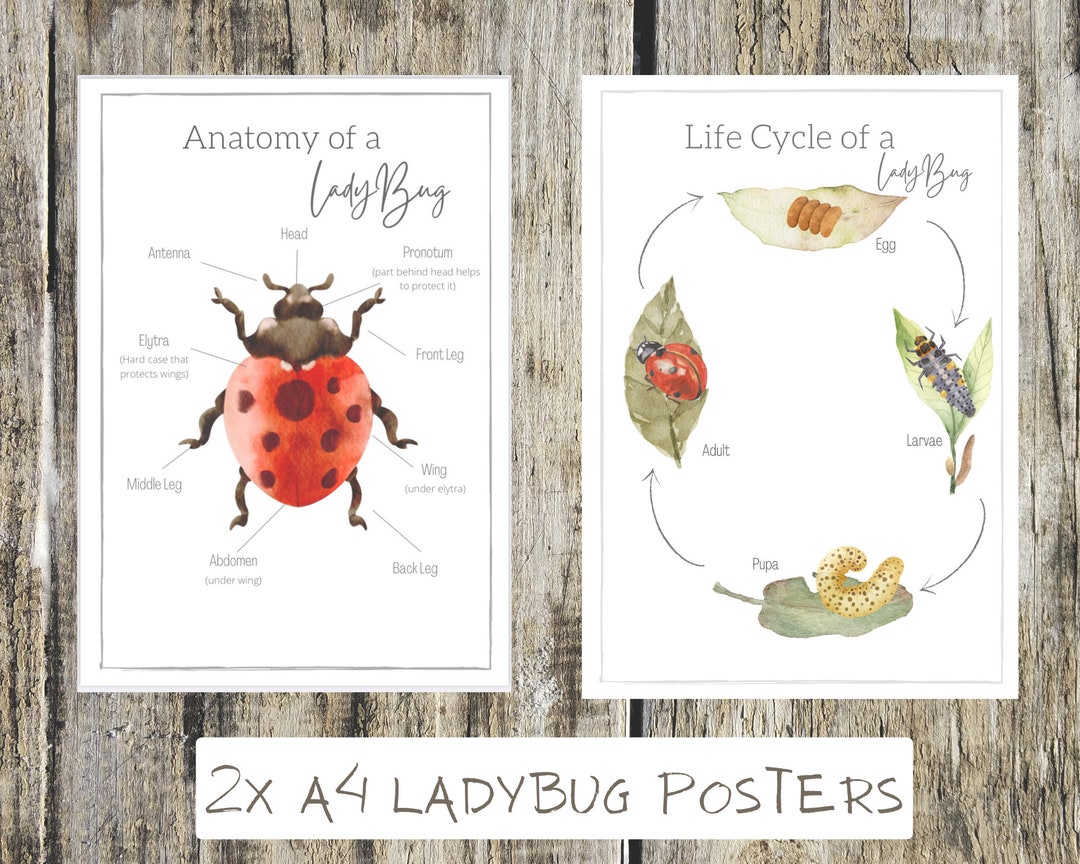 2x Lady Bug Posters - Etsy