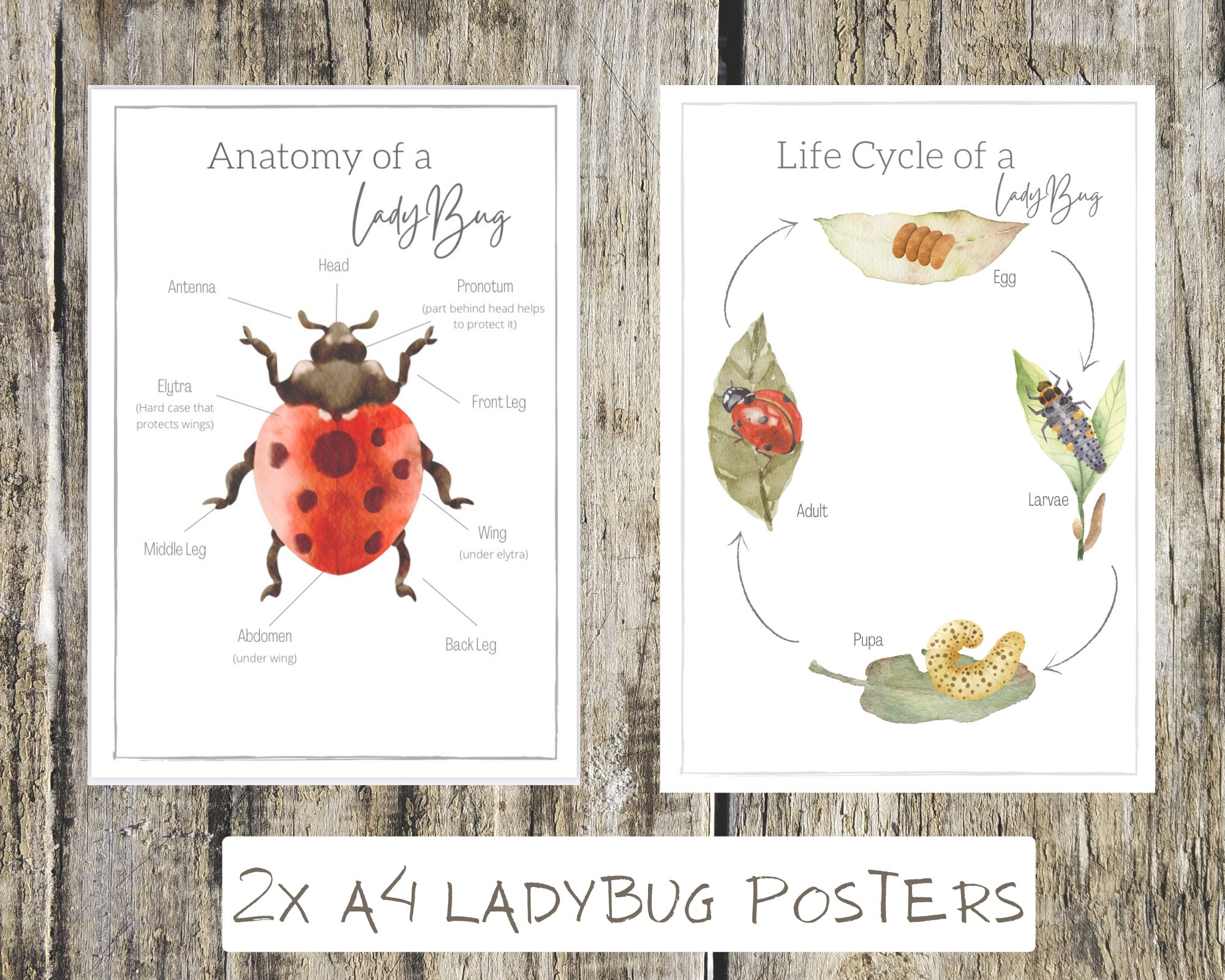 2x Lady Bug Posters - Etsy