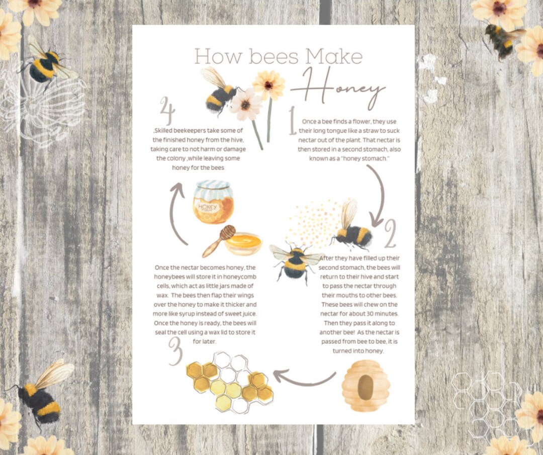 How Bees Make Honey BEE STUDY Printable - Etsy