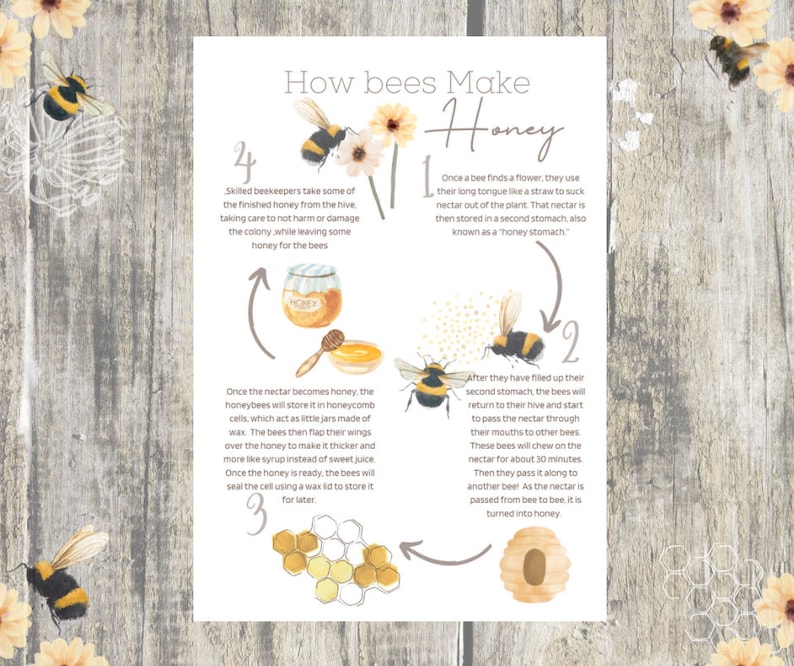How Bees Make Honey BEE STUDY Printable - Etsy
