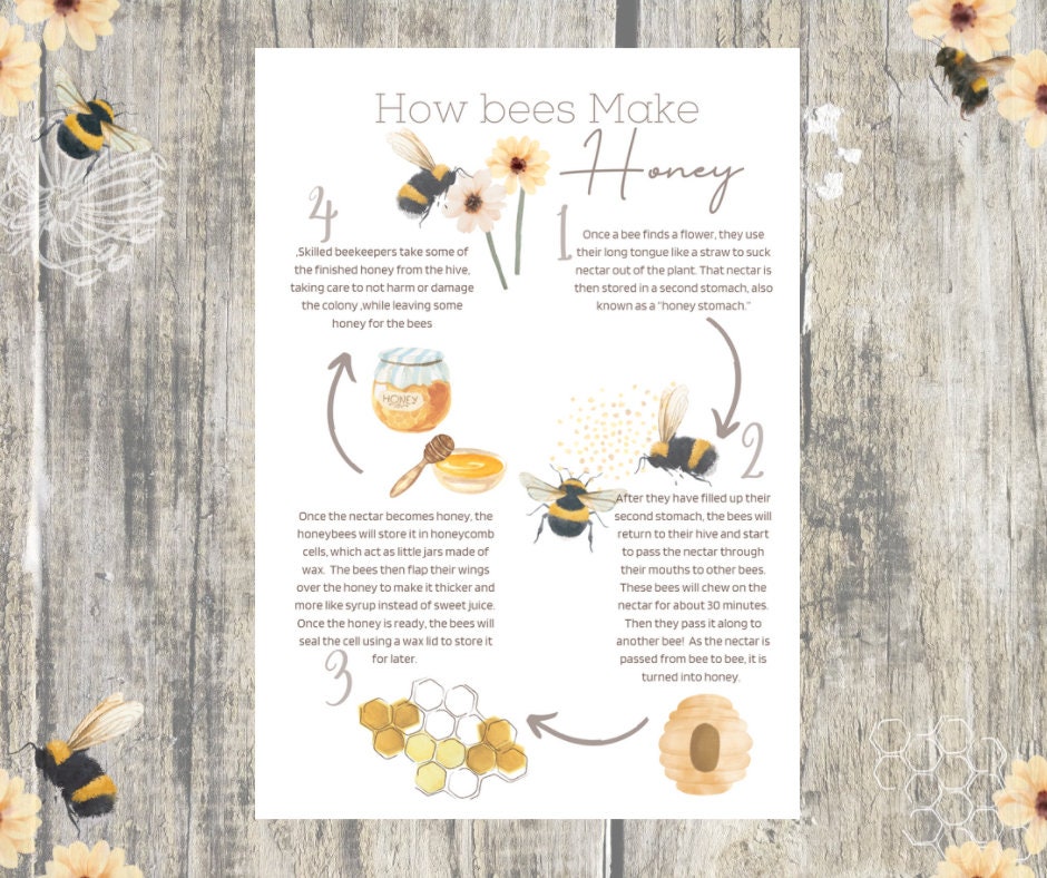 How Bees Make Honey BEE STUDY Printable - Etsy