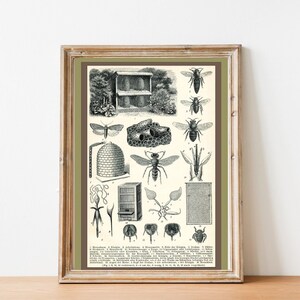 2x Vintage Insect Posters for Your Nature Shelf Display Classroom ...