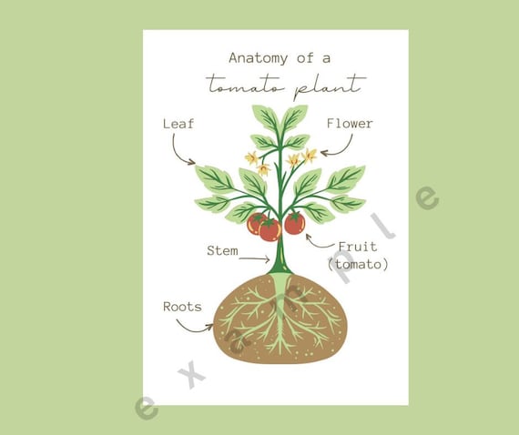 Tomato Plant Diagram