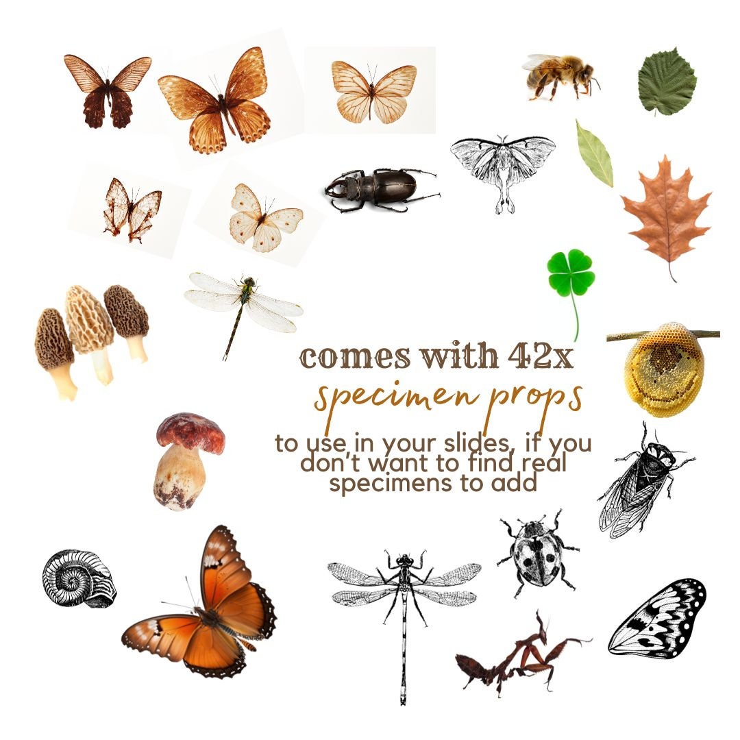 DIY Specimen Slides Wildschool Reggio Emillia - Etsy Australia