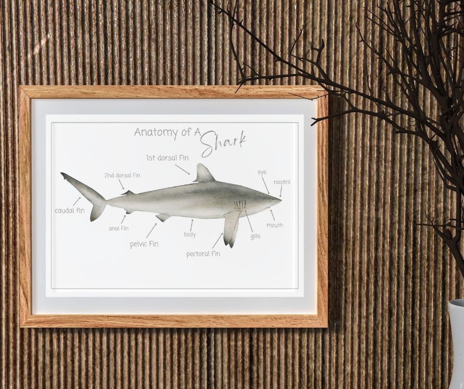 A4 Shark Anatomy POSTER - Etsy