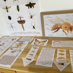 Mini Insect Unit - Nature Study - Etsy