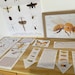 Mini Insect Unit - Nature Study - Etsy