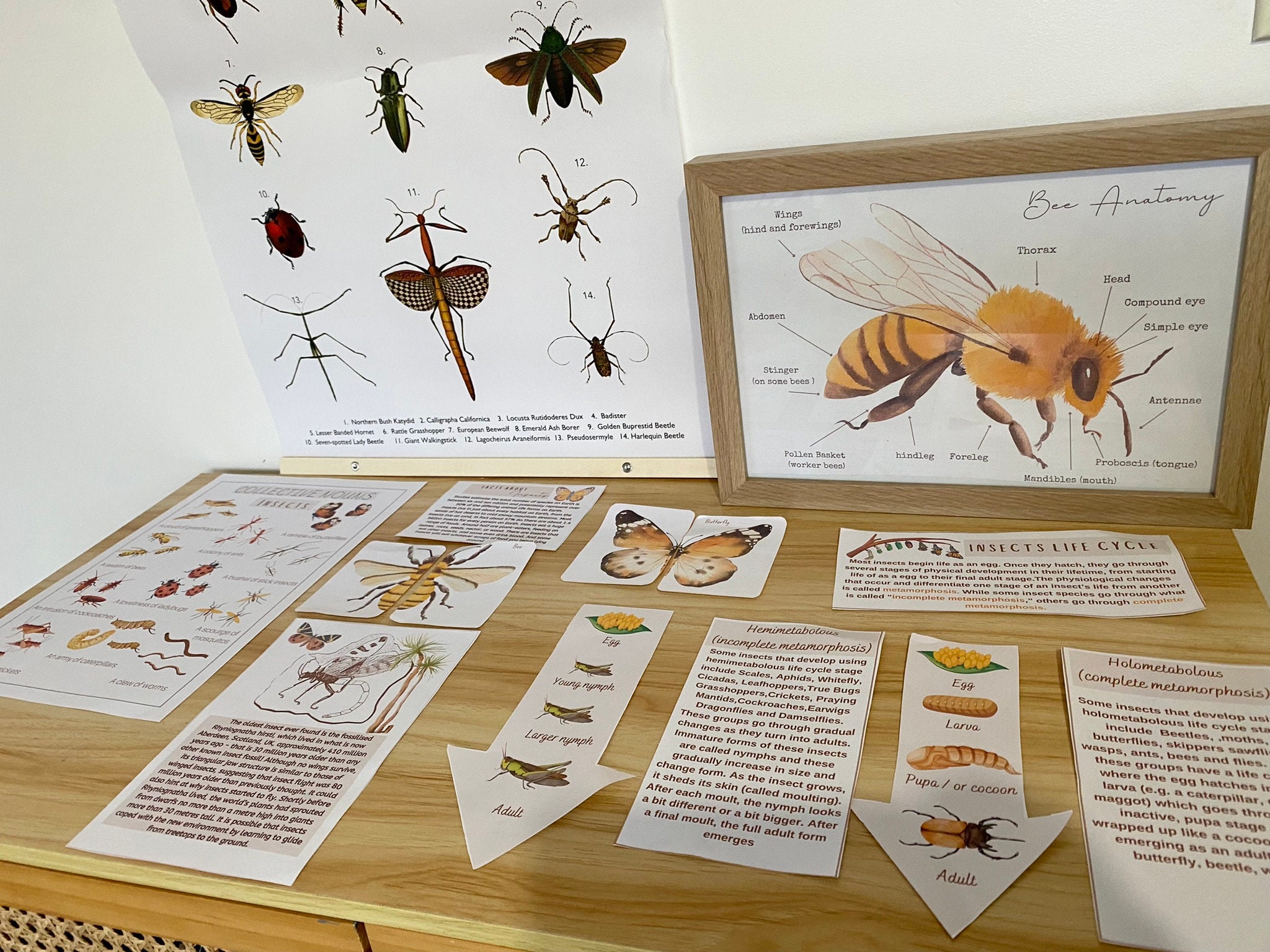 Mini Insect Unit - Nature Study - Etsy