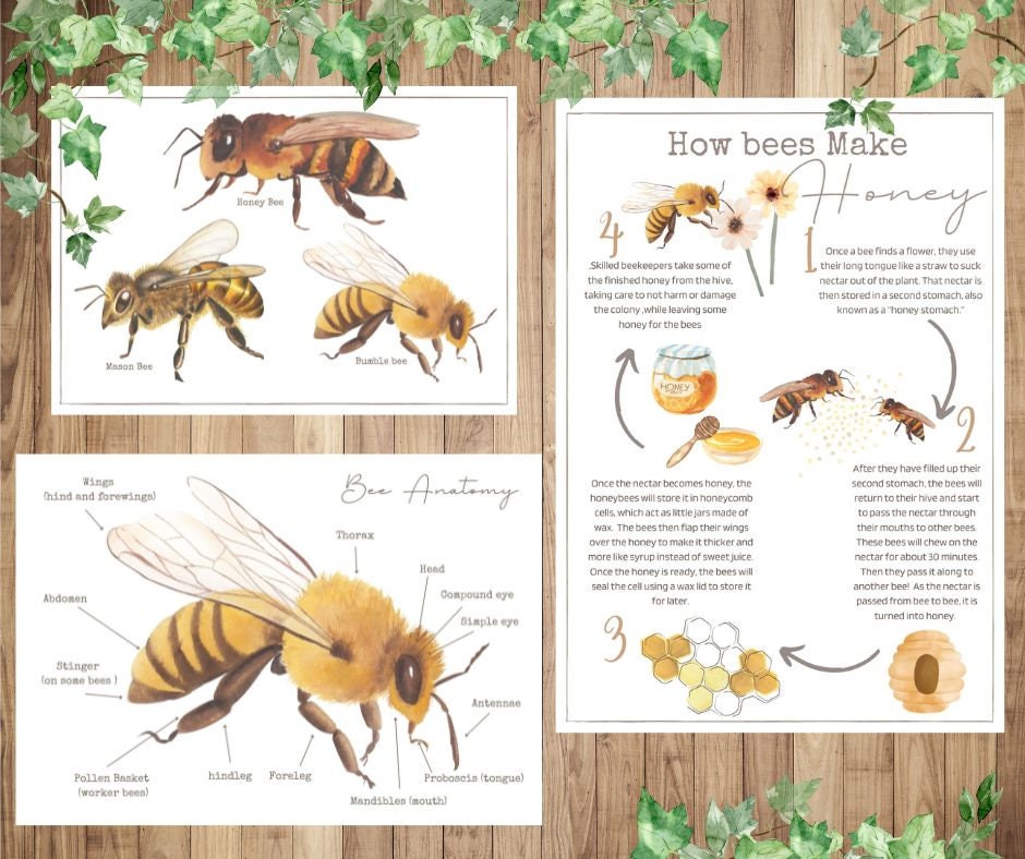 3 X BEE Posters | Homeschool |classroom |room Decor| - Etsy