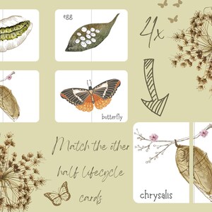 Mini BUTTERFLY LIFE STAGE Pack - Etsy