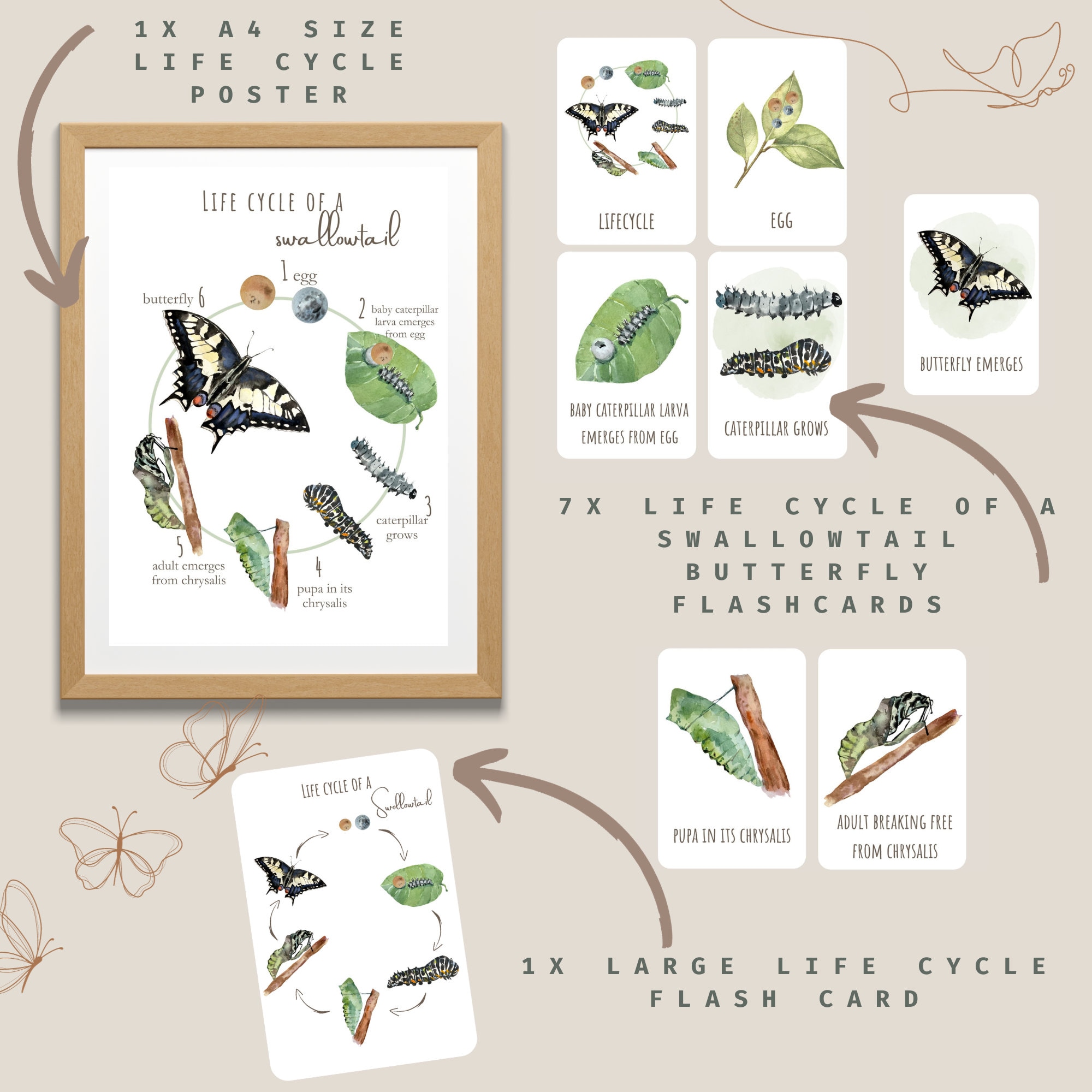 Life Cycle of a Swallow Tail Poster and Flashcards - Etsy