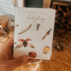 24x Mini LIFECYCLE FLASHCARDS - Etsy