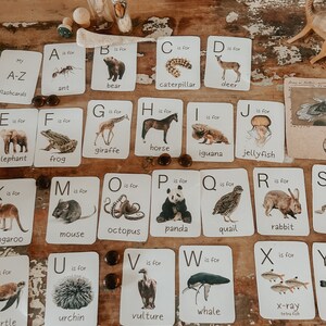 A-Z Animal Alphabet FLASHCARDS- Reggio Inspired- Wildschool - Etsy
