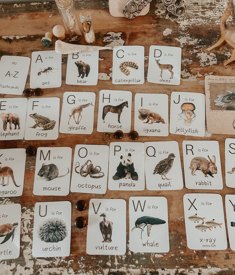 A-Z Animal Alphabet FLASHCARDS- Reggio Inspired- Wildschool - Etsy