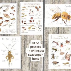 Mini Insect Unit - Nature Study - Etsy