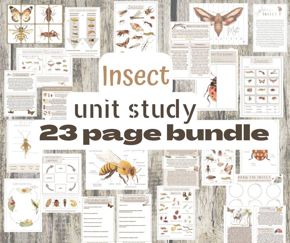 Mini Insect Unit - Nature Study - Etsy
