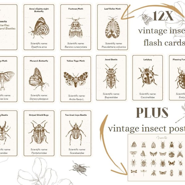 Insect Flash Cards - Etsy