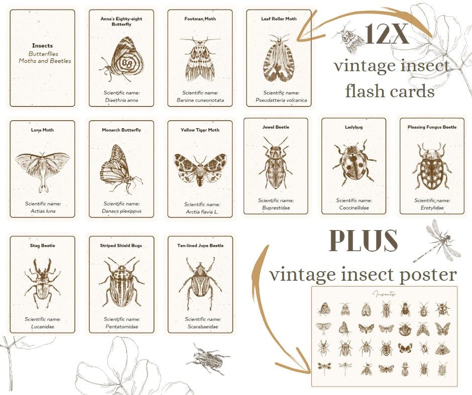 Vintage Insect Flash Cards Plus Poster - Etsy