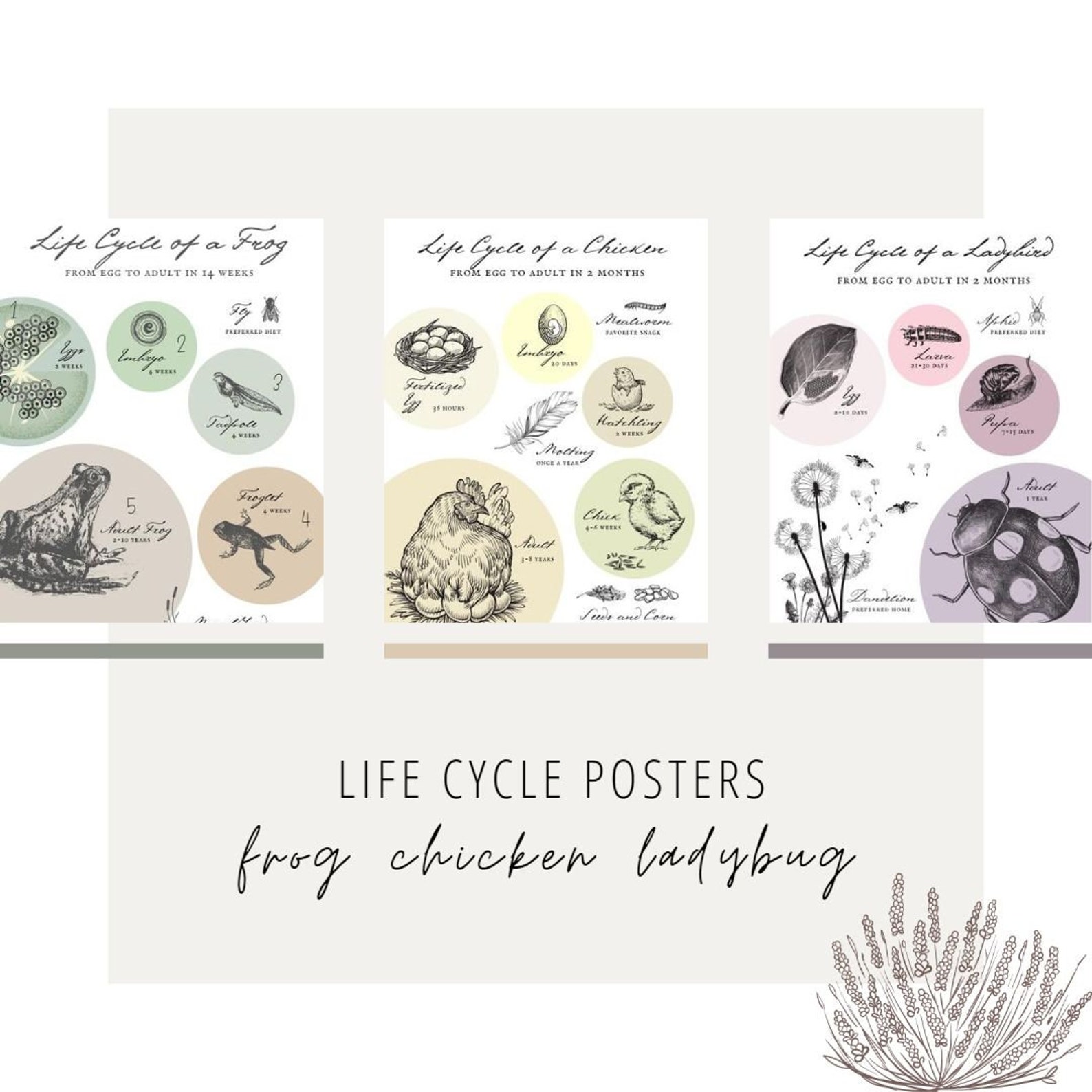 3x Life Cycle Posters - Etsy