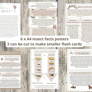 Mini Insect Unit - Nature Study - Etsy