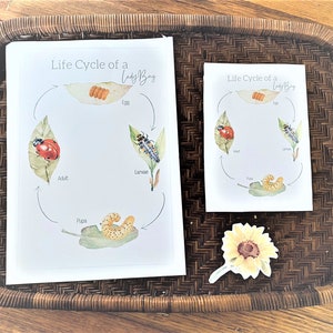 2x Lady Bug Posters - Etsy