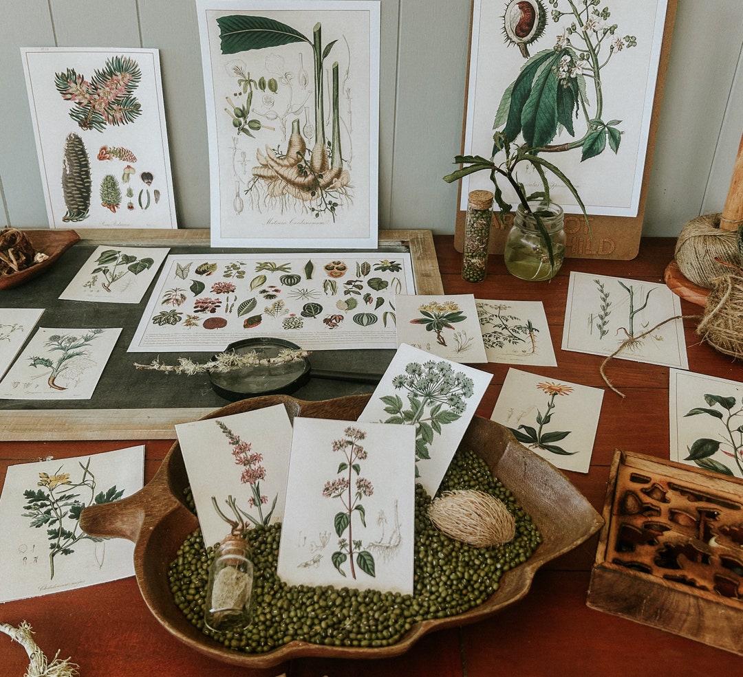 Vintage Botanic Classroom Decor - Charlotte Mason - Reggio Emillia - Etsy