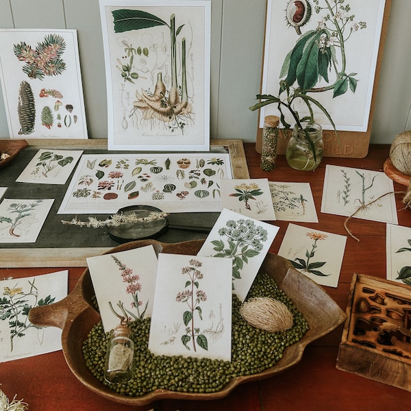 Botanical Classroom - Etsy UK