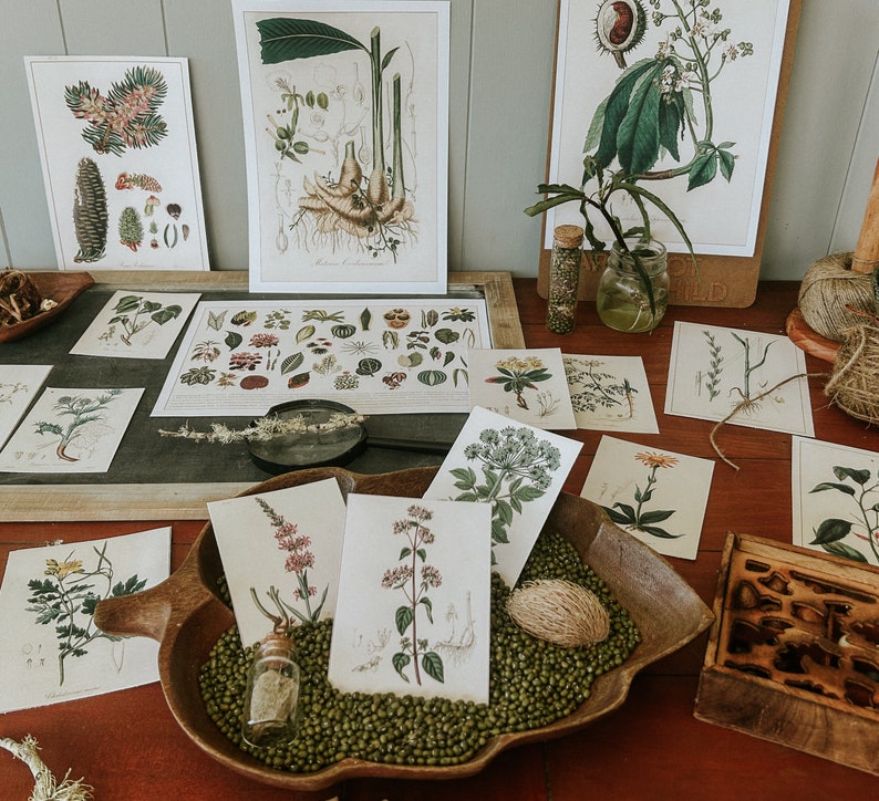 Vintage Botanic Classroom Decor - Charlotte Mason - Reggio Emillia - Etsy