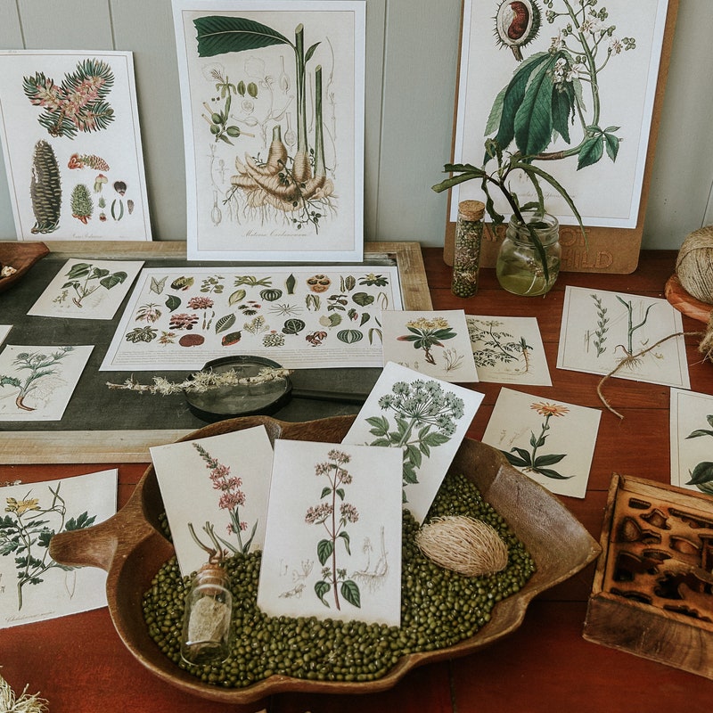 Botanical Poster - Etsy