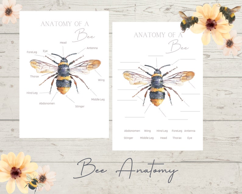 Natural Bee Study Printable Pack of 12 - Etsy