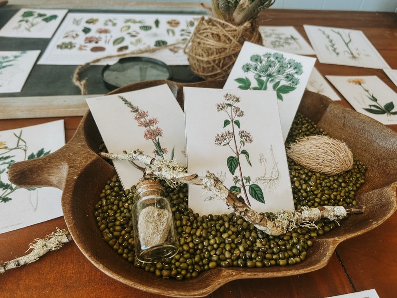 Vintage Botanic Classroom Decor Charlotte Mason Reggio Emillia - Etsy ...