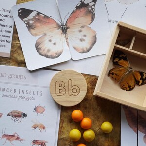 Mini Insect Unit - Nature Study - Etsy