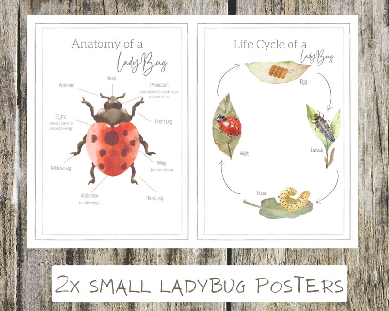2x Lady Bug Posters - Etsy
