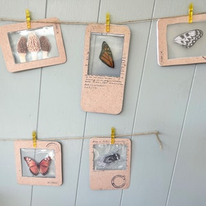 DIY Specimen Slides- Wildschool - Reggio Emillia - Etsy