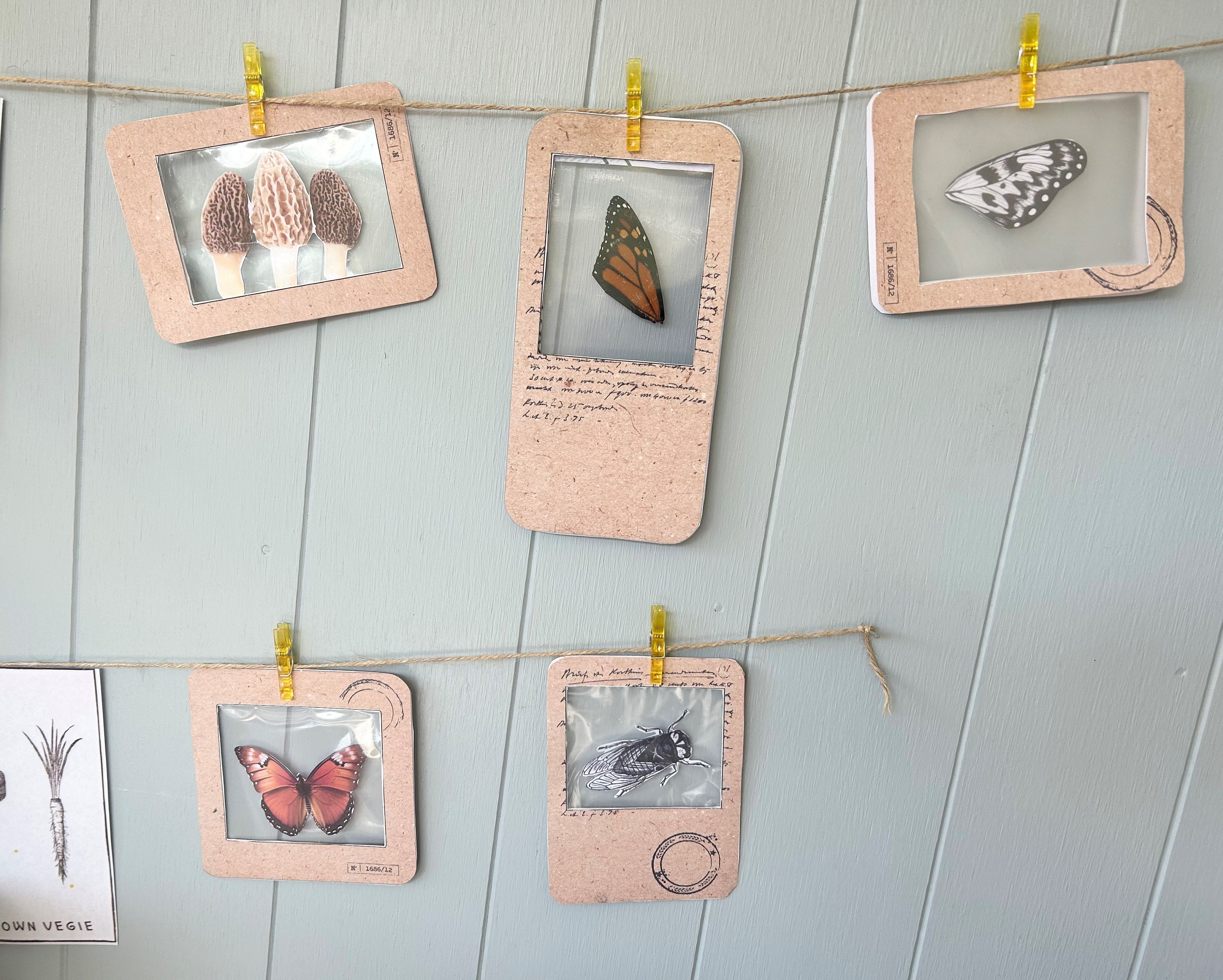DIY Specimen Slides Wildschool Reggio Emillia - Etsy Australia