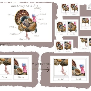 TURKEY ANATOMY 2 Part Vocabulary Cards Plus Poster - Etsy