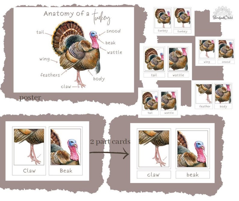 TURKEY ANATOMY 2 Part Vocabulary Cards Plus Poster - Etsy